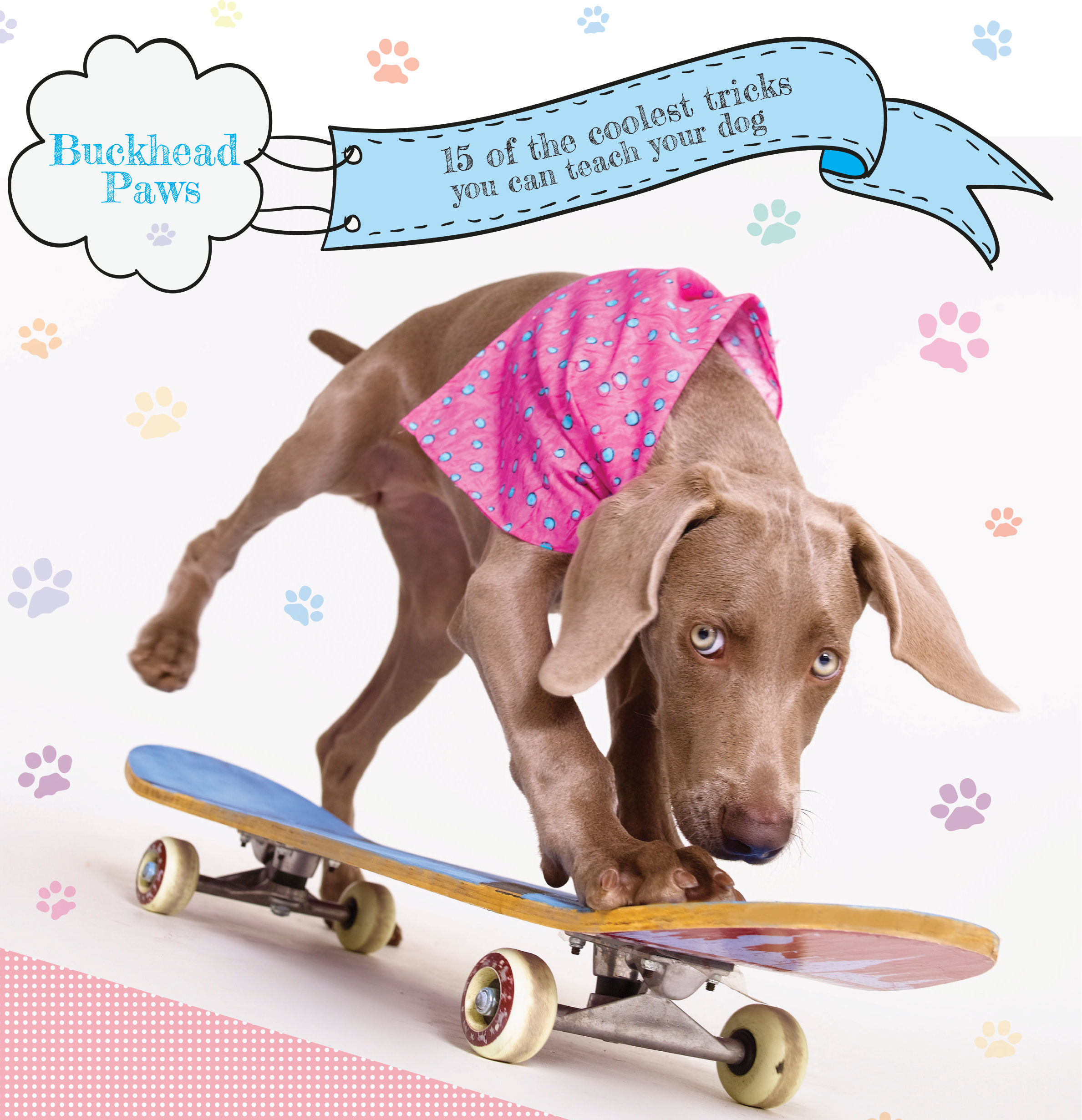 What Tricks Can You Teach A Dog