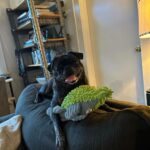 Home Page - Buckhead Paws